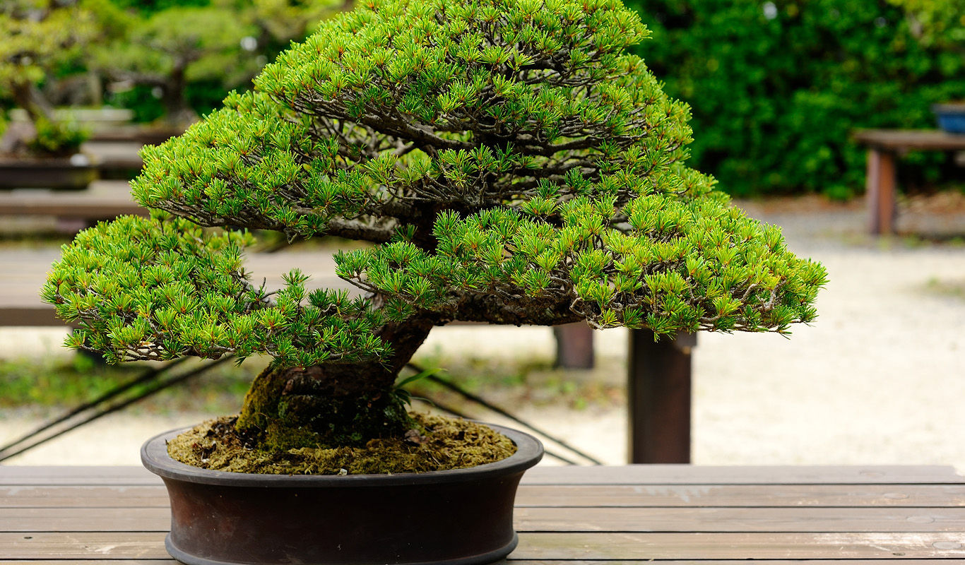[B003] Get the power of life from BONSAI | ZENflow Tours
